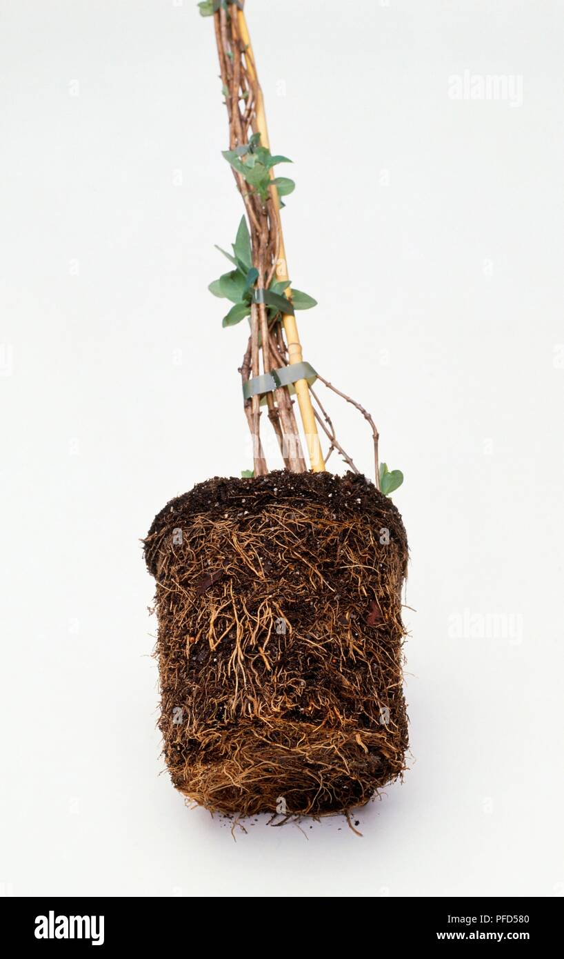 Root object hi-res stock photography and images - Alamy