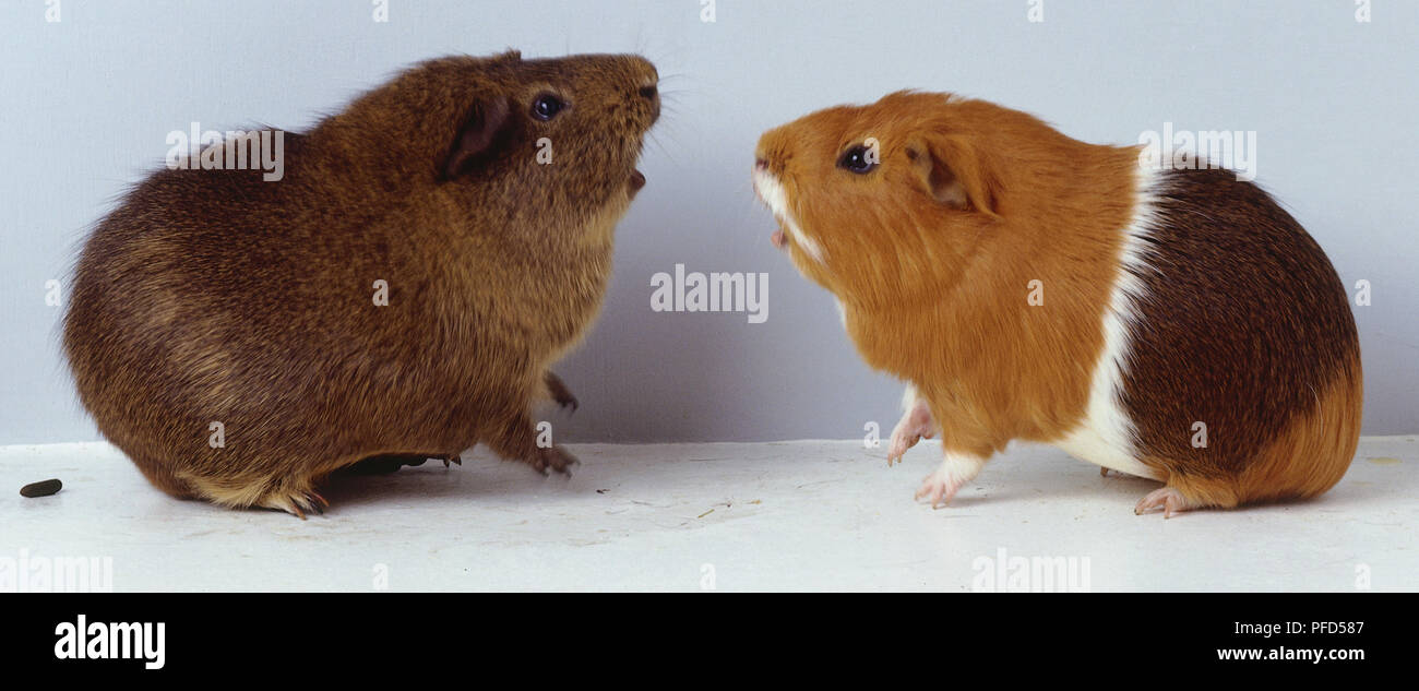 Pair of Guinea Pigs (Cavia porcellus) facing each other, side view ...