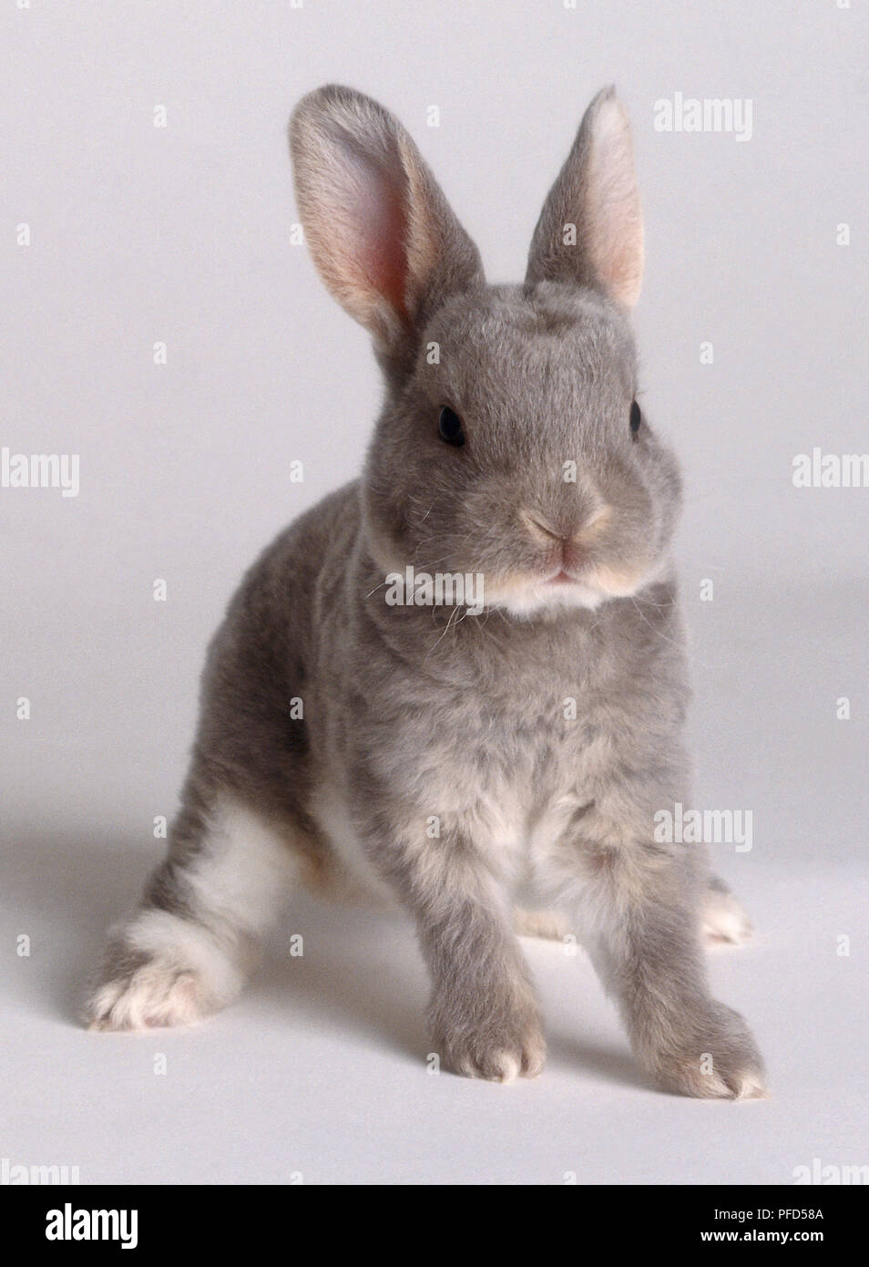 Grey coloured hi-res stock photography and images - Alamy