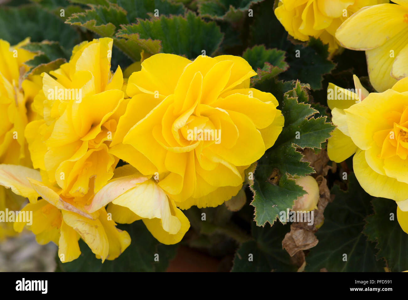 Begonia F1 Nonstop yellow Stock Photo - Alamy