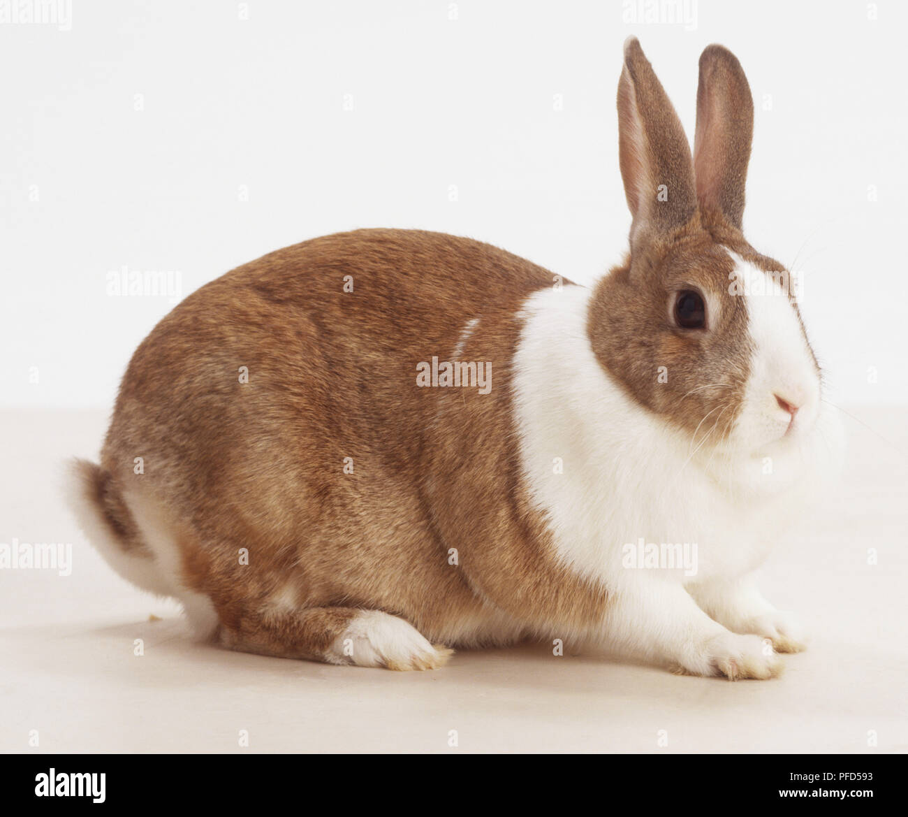 Grey and white European Rabbit (Oryctolagus cuniculus), side view Stock ...
