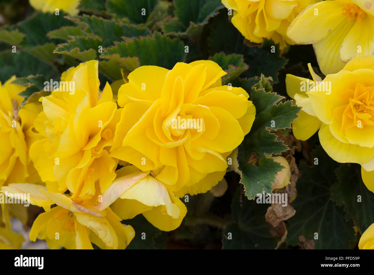 Nonstop yellow hi-res stock photography and images - Alamy