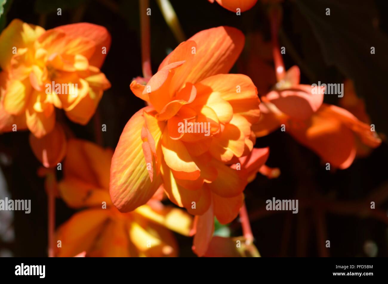 Begonia apricot shades hi-res stock photography and images - Alamy
