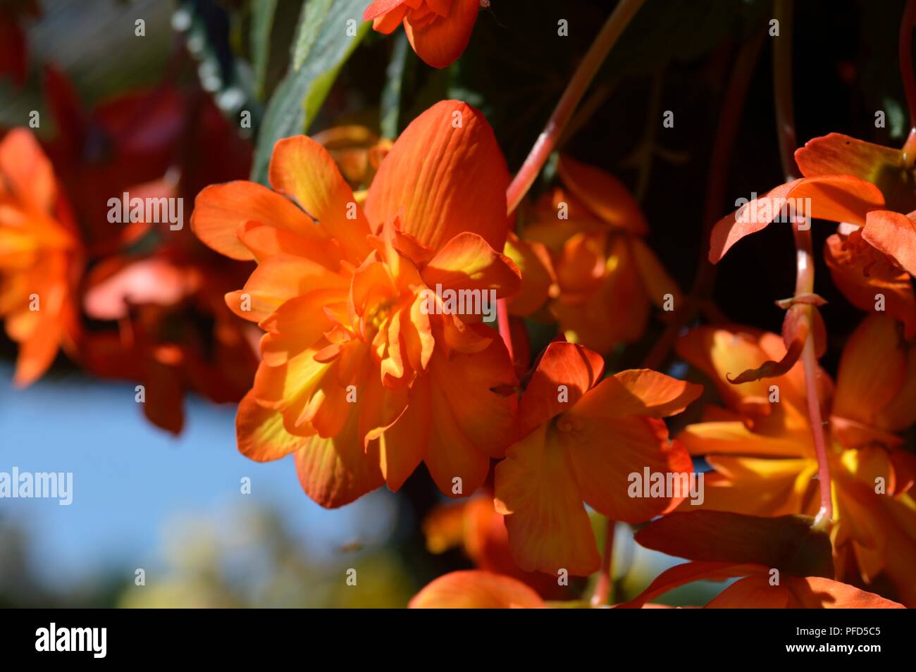 Begonia apricot shades hi-res stock photography and images - Alamy