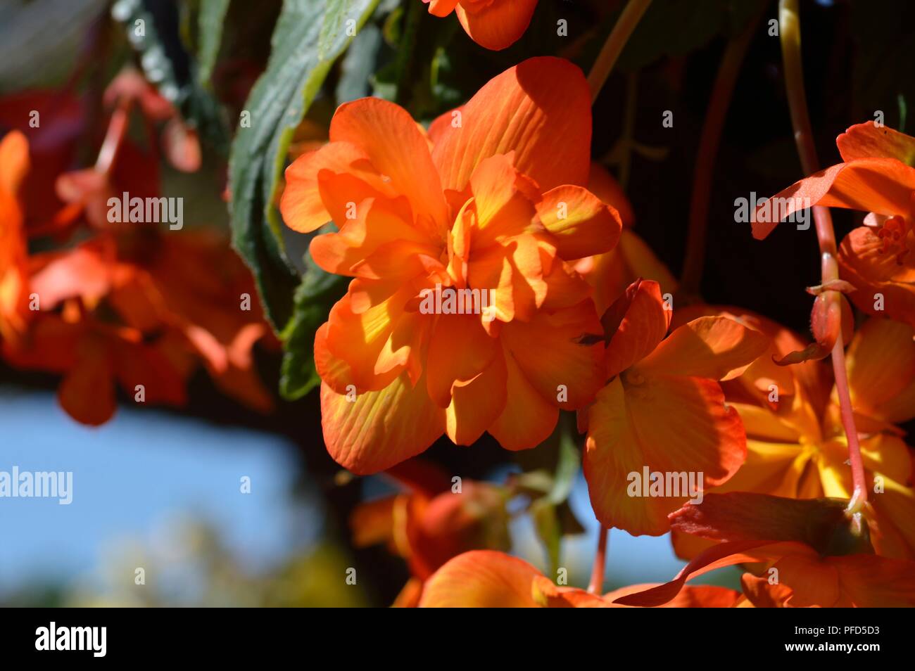 Begonia apricot shades hi-res stock photography and images - Alamy