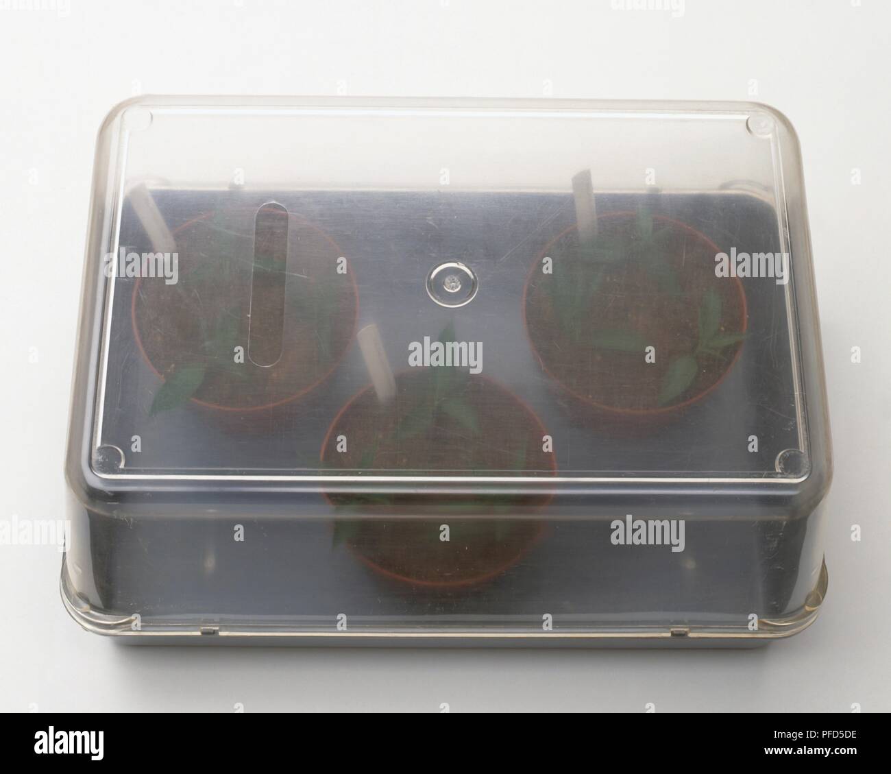 Cuttings in propagator hi-res stock photography and images - Alamy