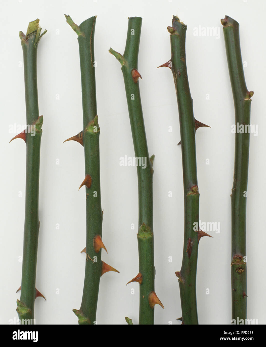 Pruned cut stem hi-res stock photography and images - Alamy