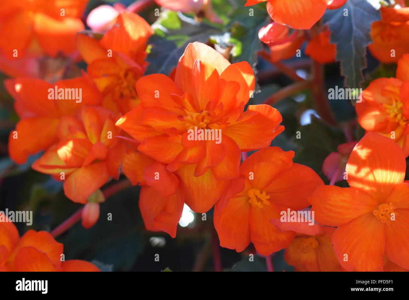 Begonia apricot shades hi-res stock photography and images - Alamy