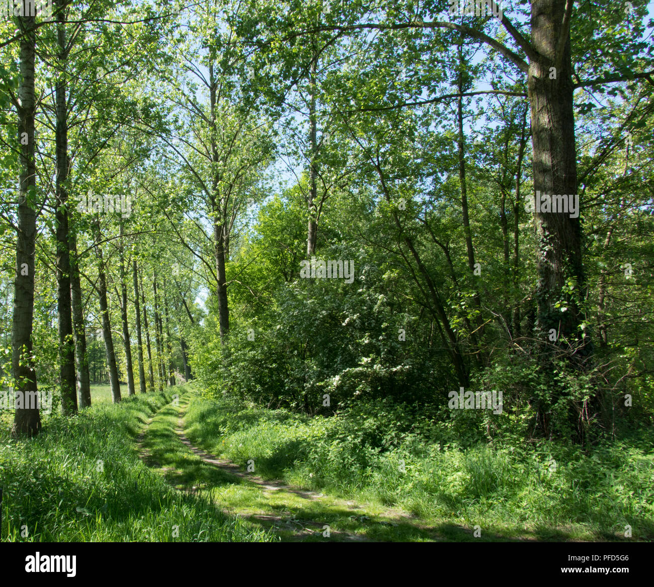 small road in a forest Stock Photo - Alamy