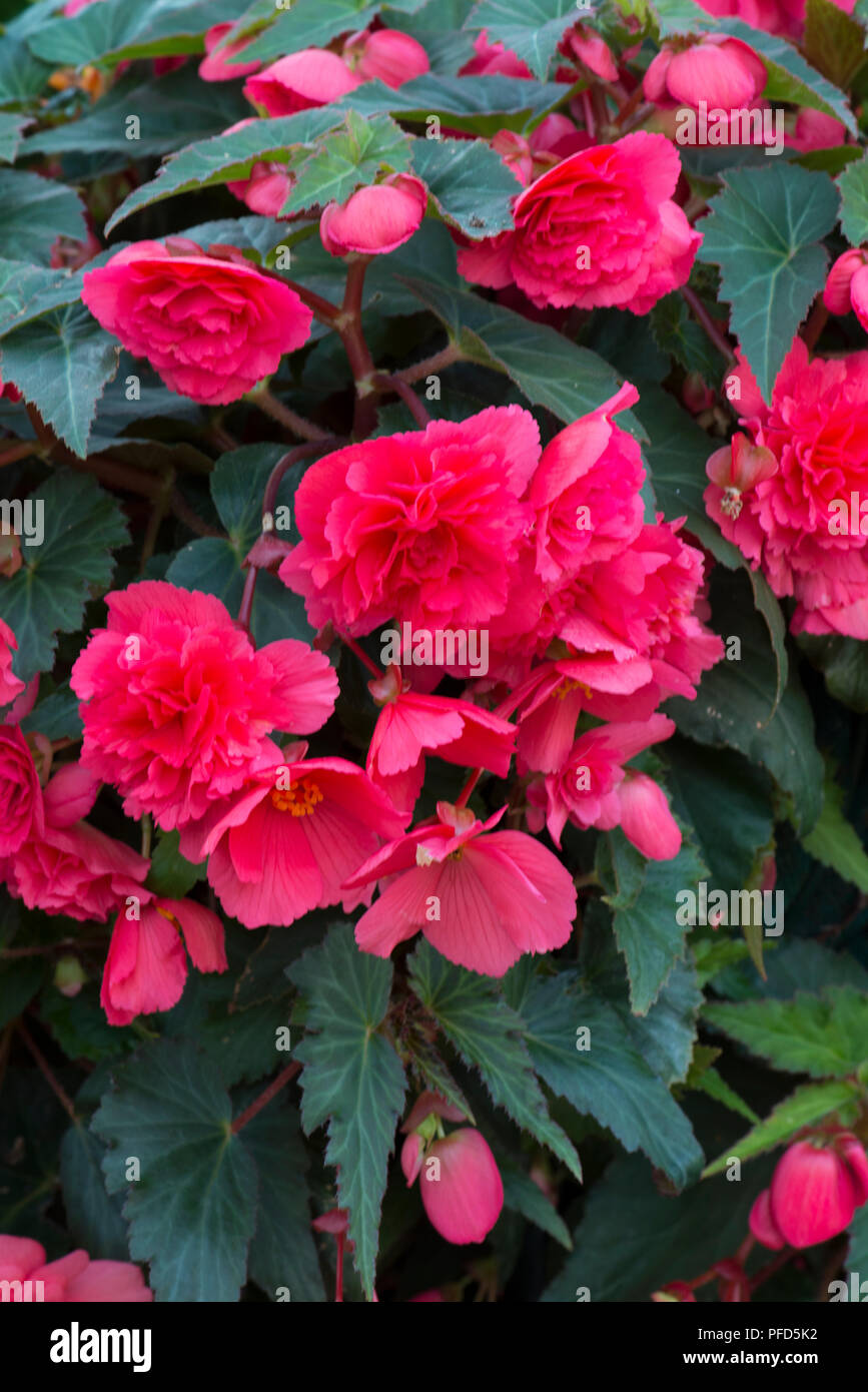 Super cascade pink hi-res stock photography and images - Alamy