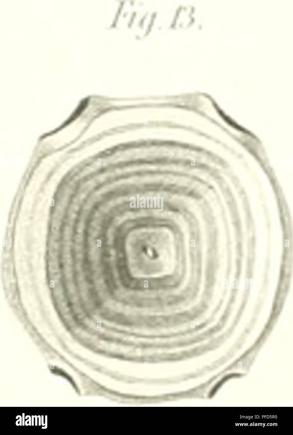 This work discusses the natural system of Elasmobranchii, focusing on ...