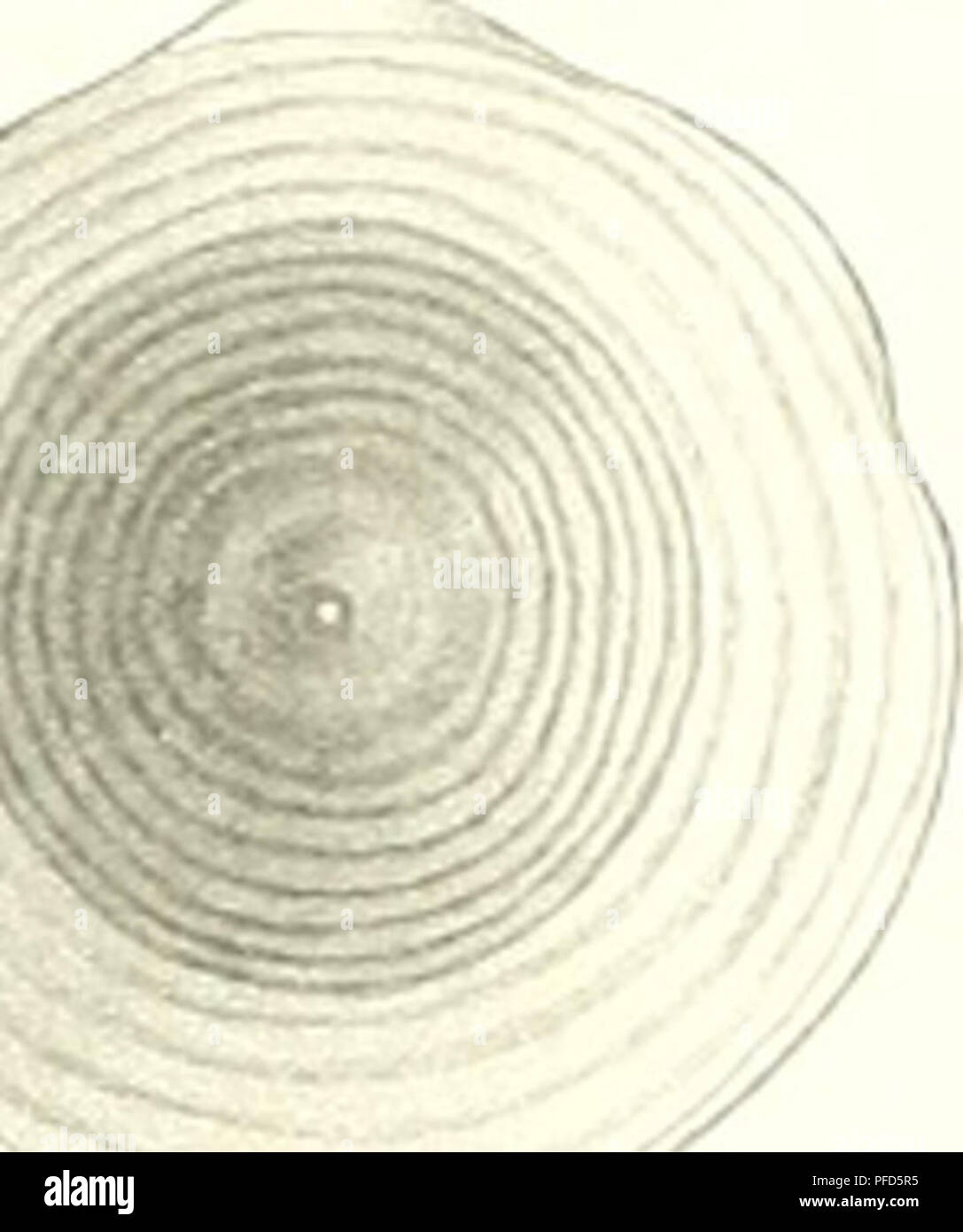 This study discusses the natural system of Elasmobranchii ...