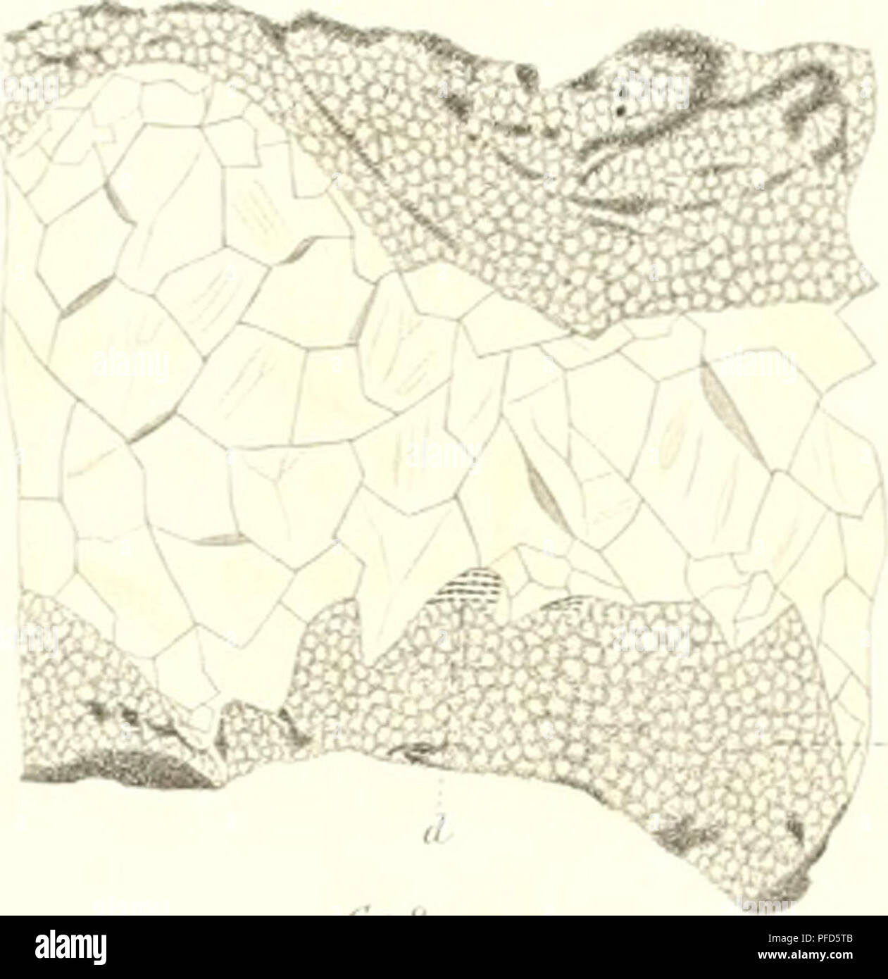 This morphological and paleontological study examines the natural ...