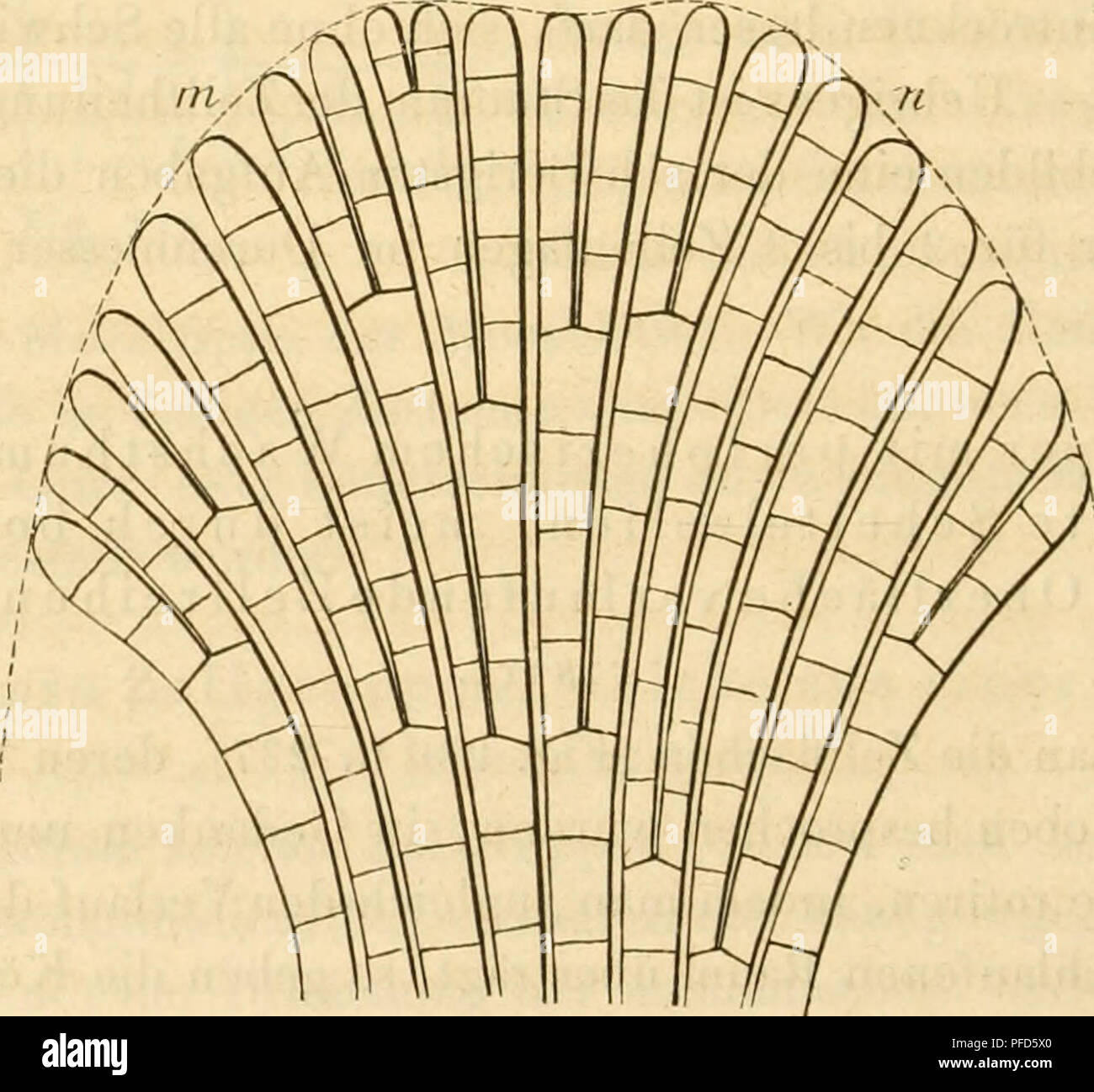 This image from *Das Mikroskop* explores the morphology of different ...