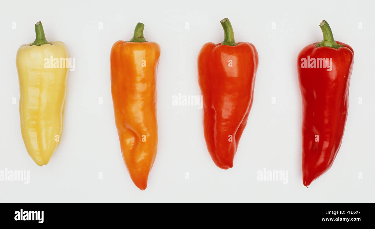 Row of four peppers illustrating the vegetable's changing colour as it ...