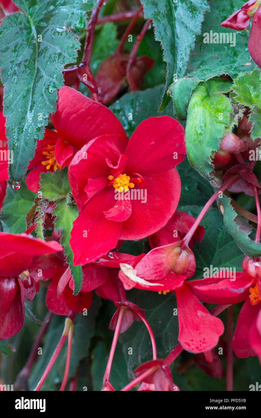 begonia F1 super cascade red Stock Photo - Alamy