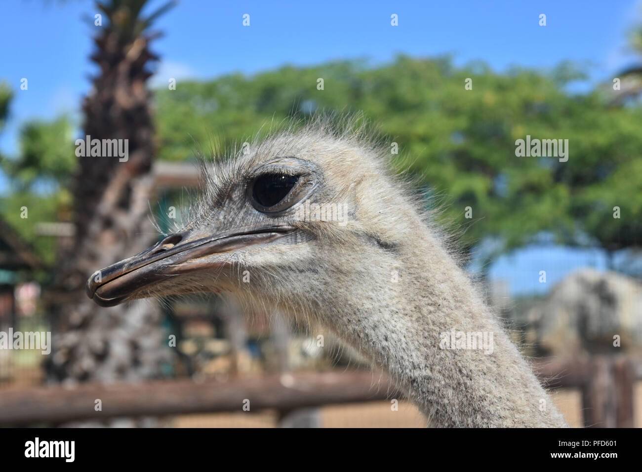 Feathers and hair standing up around the face of an ostrich Stock Photo ...