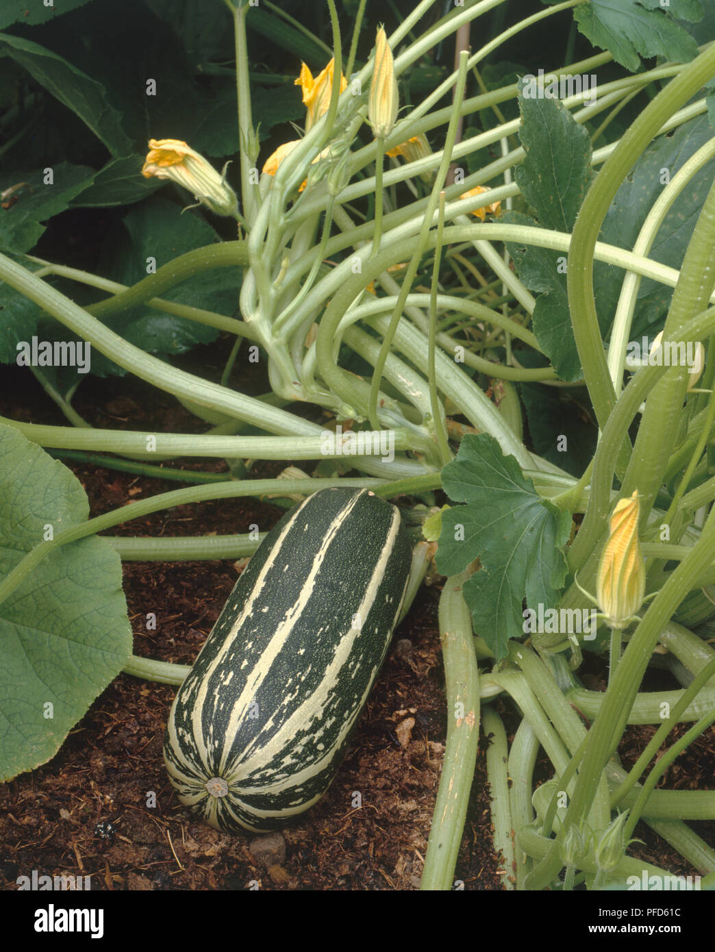 Green bush marrow on soil, surrounded by flowers, leaves and tangled ...
