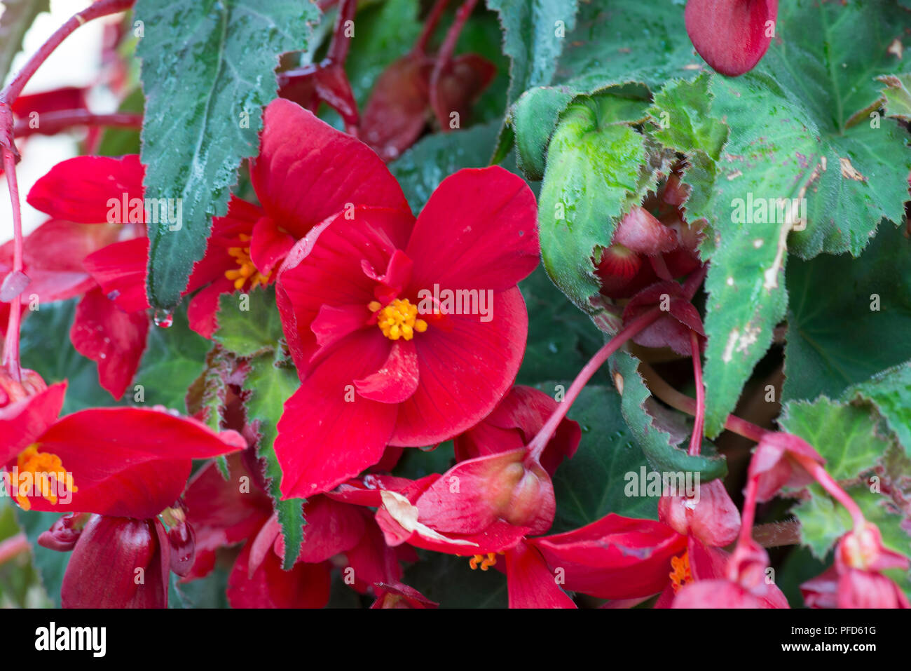 begonia F1 super cascade red Stock Photo - Alamy