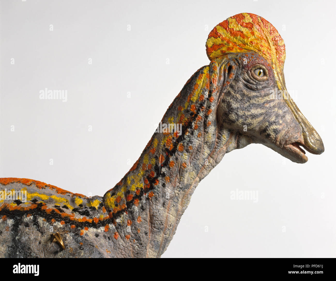 Corythosaurus dinosaur model head, close-up Stock Photo - Alamy Corythosaurus dinosaur model head, close-up Stock Photo - Alamy