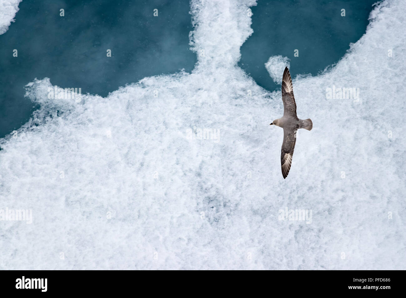 A Parasitic jaeger - Arctic Skua (Stercorarius parasiticus) flying over ...