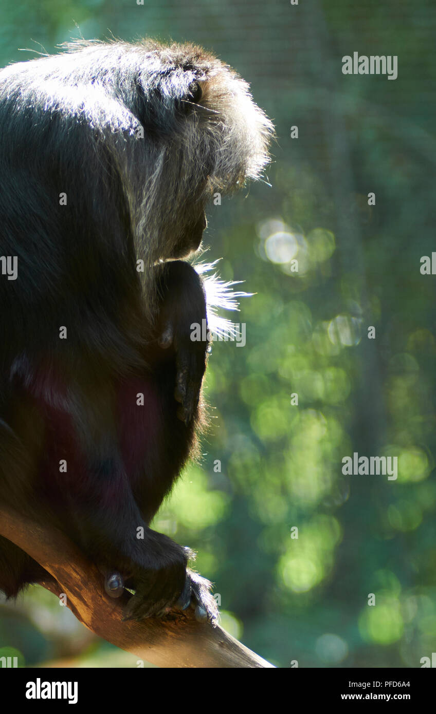 Melbourne zoo hi-res stock photography and images - Alamy