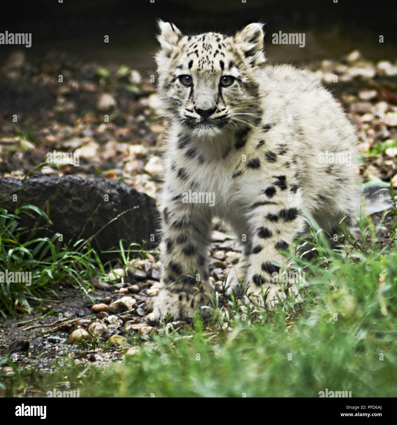 Baby snow leopard hi-res stock photography and images - Alamy