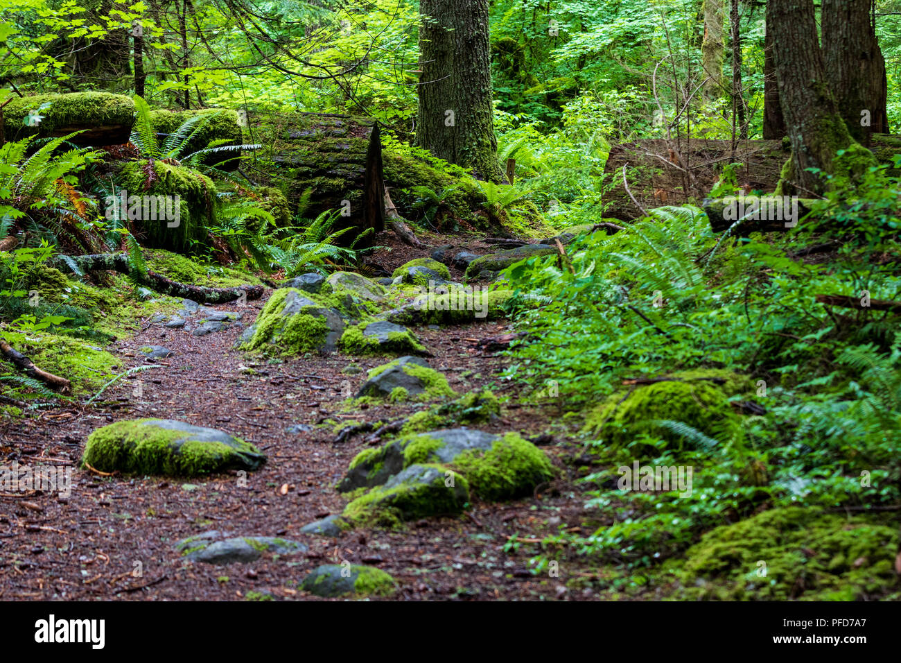 Lush green forest trail overgrown with ferns and plant life with fallen ...