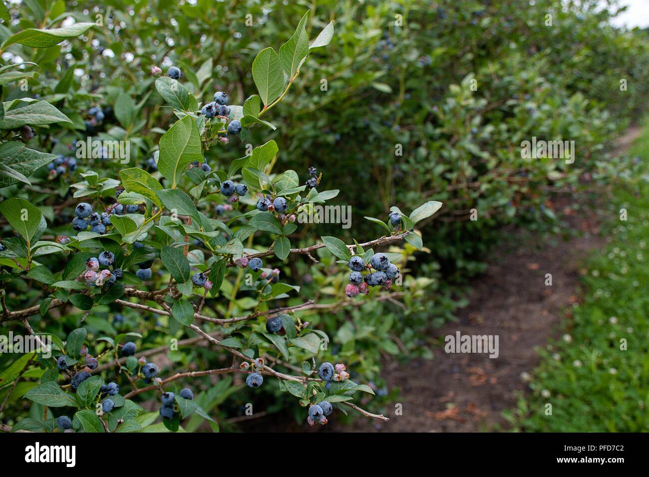 Blueberry row hi-res stock photography and images - Alamy