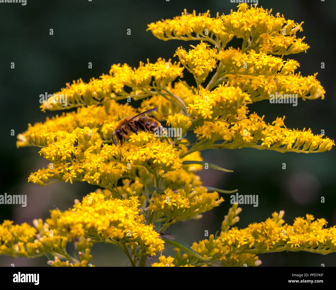 Goldenrod wildflower with bee hi-res stock photography and images - Alamy