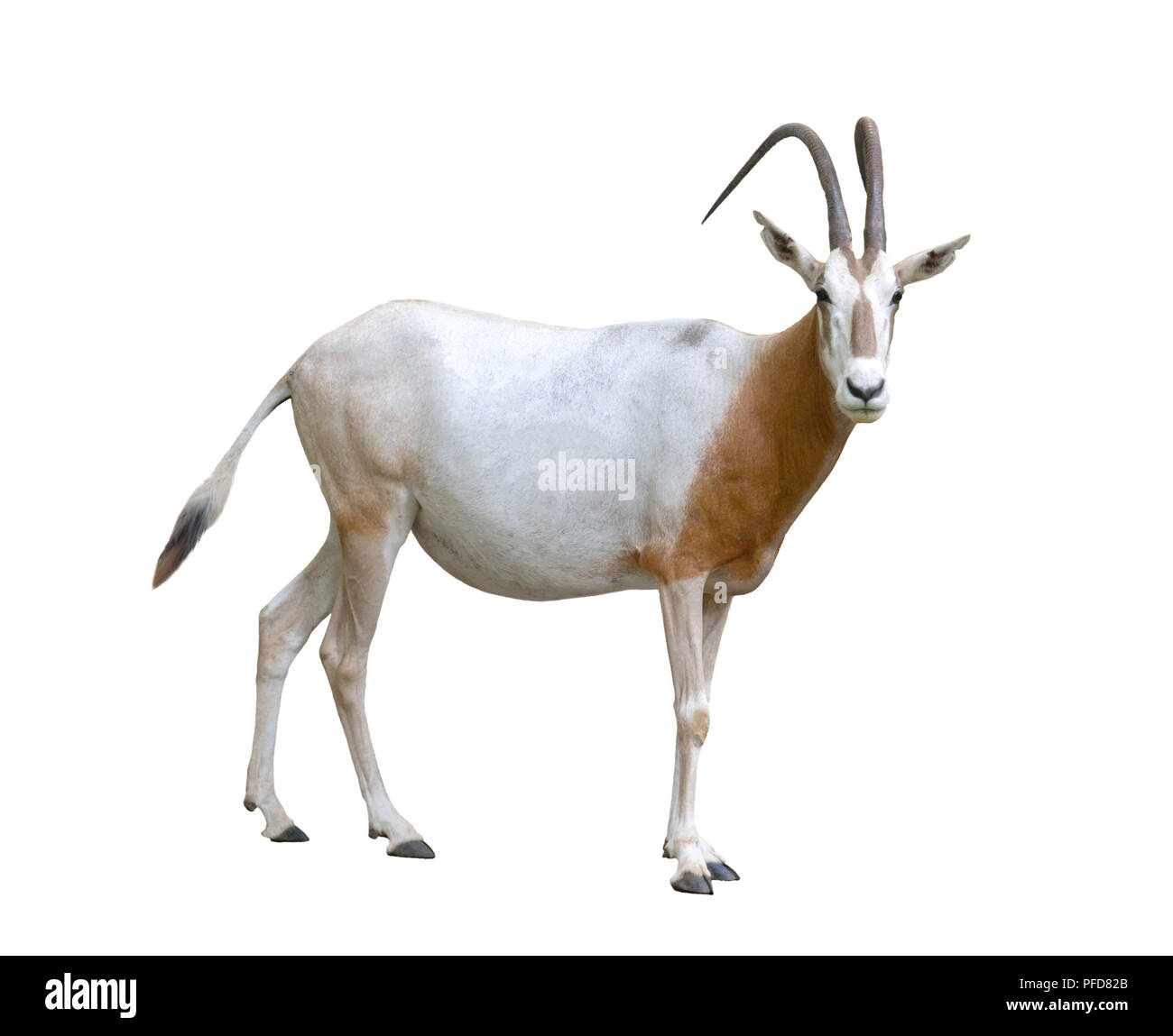 Horned zoo animal Cut Out Stock Images & Pictures - Alamy
