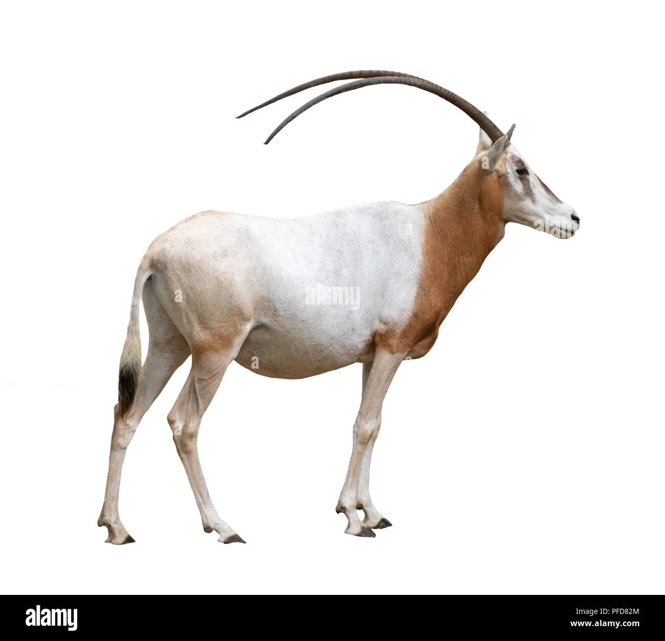 scimitar horned oryx isolated on white background Stock Photo - Alamy