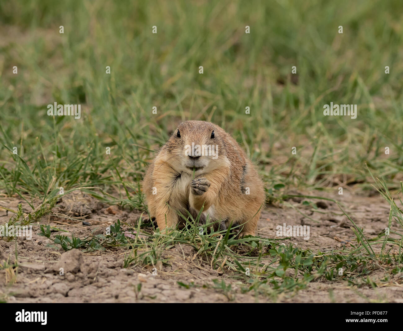 Chubby Groundhog Face in Field Stock Photo - Alamy