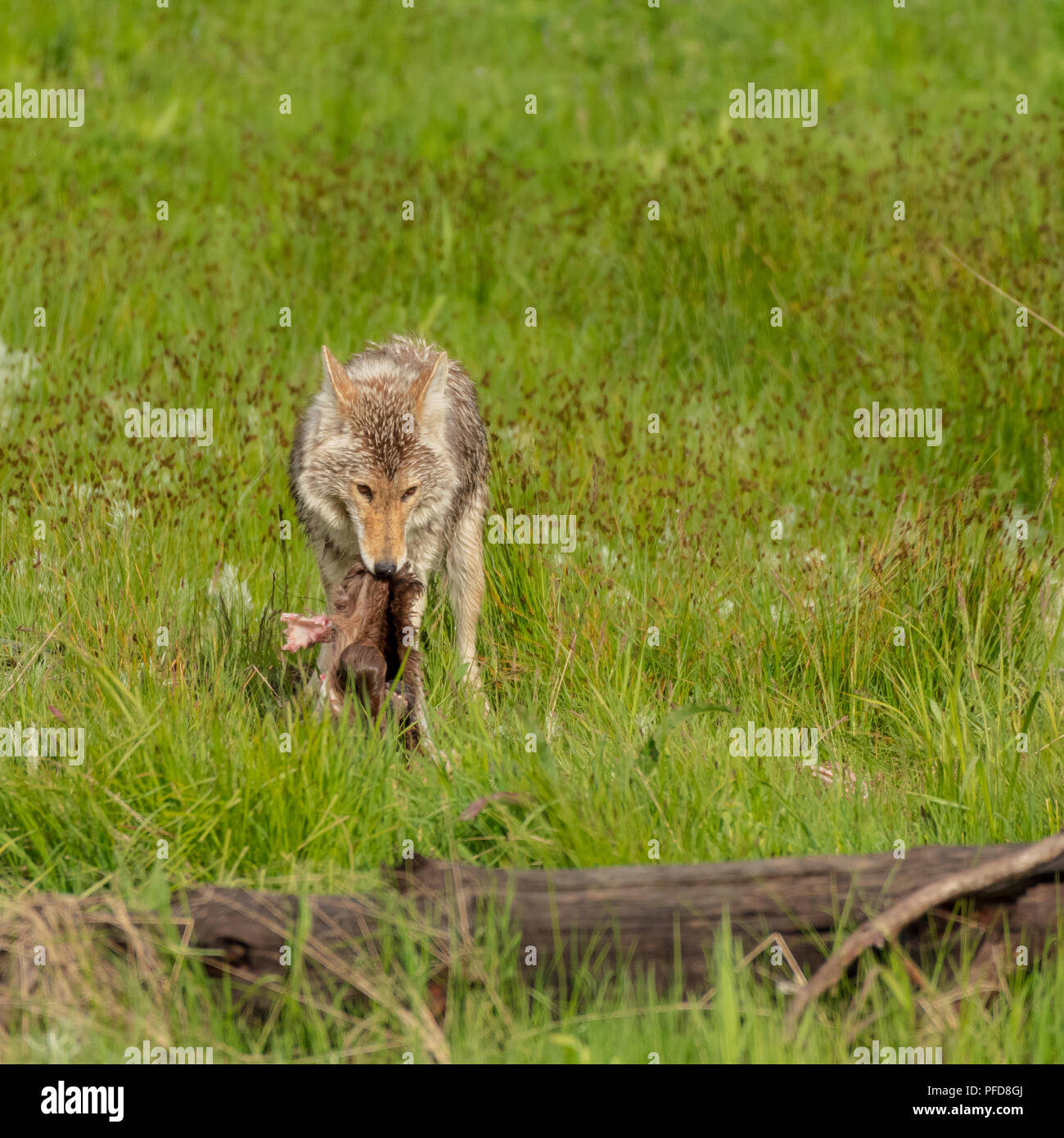 Coyote eating meat hi-res stock photography and images - Alamy