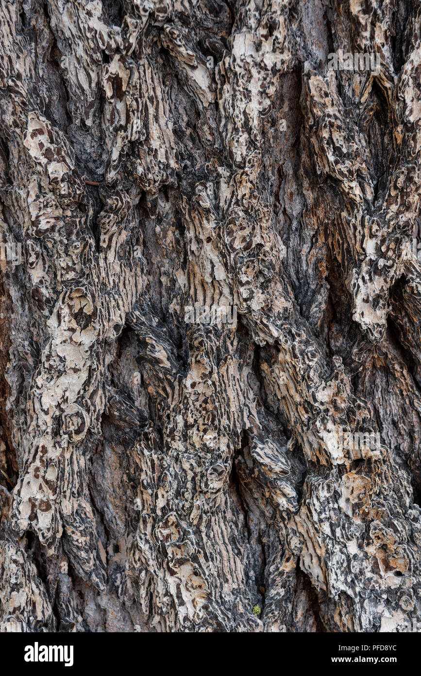Detail of Gnarly Tree Bark Vertical Background Image Stock Photo - Alamy