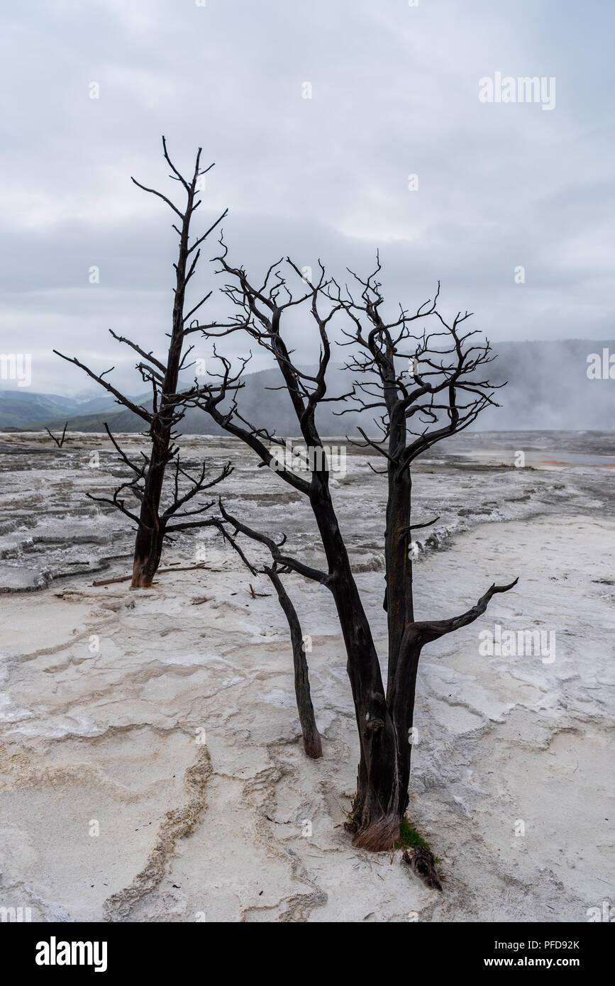 Dry Trees in Volcanic Hot Springs on overcast day Stock Photo - Alamy