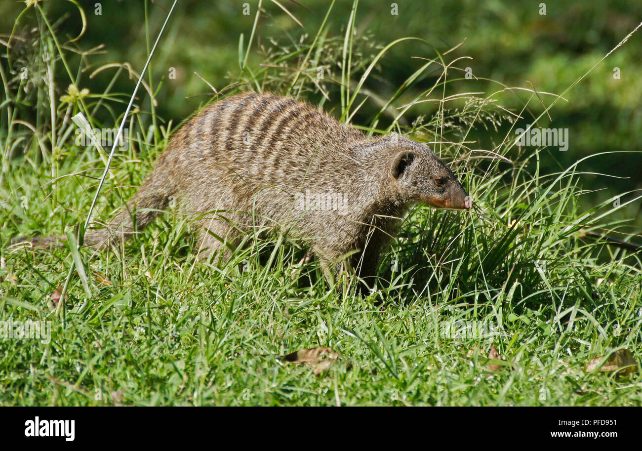 Banded mongoose standing in grass, Masai Mara Game Reserve, Kenya Stock ...