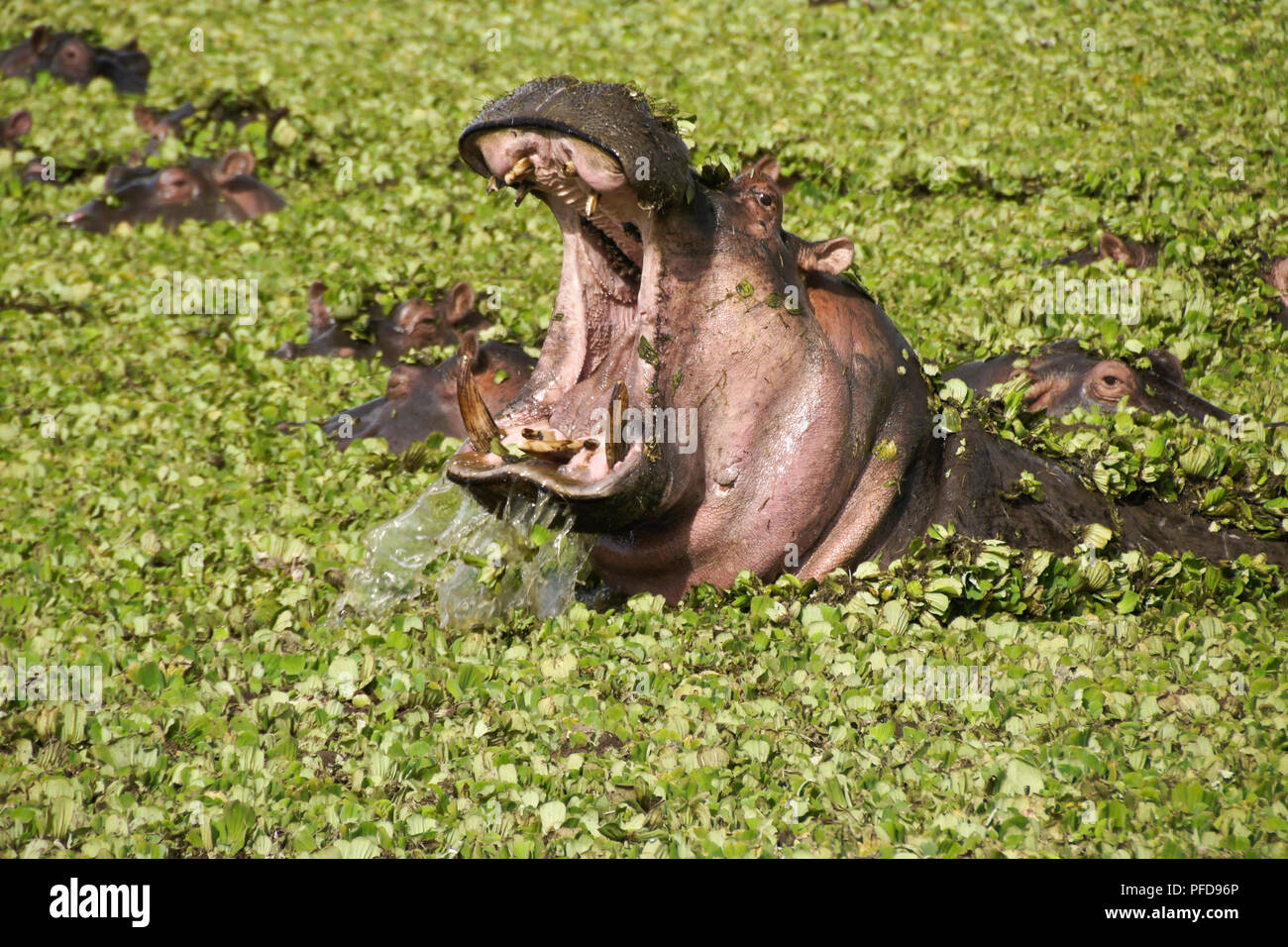 Water hyacinth africa hi-res stock photography and images - Alamy