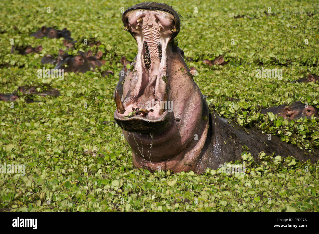 Water hyacinth africa hi-res stock photography and images - Alamy
