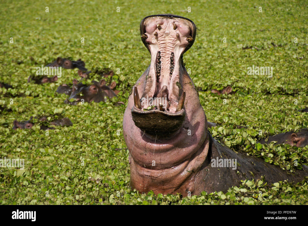 Hippopotamus yawning in pond covered with water hyacinths, Masai Mara ...