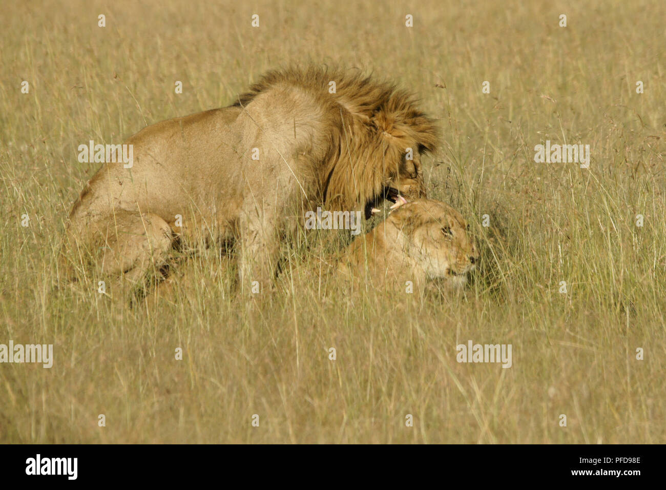 Lions mating in long grass, Masai Mara Game Reserve, Kenya Stock Photo ...