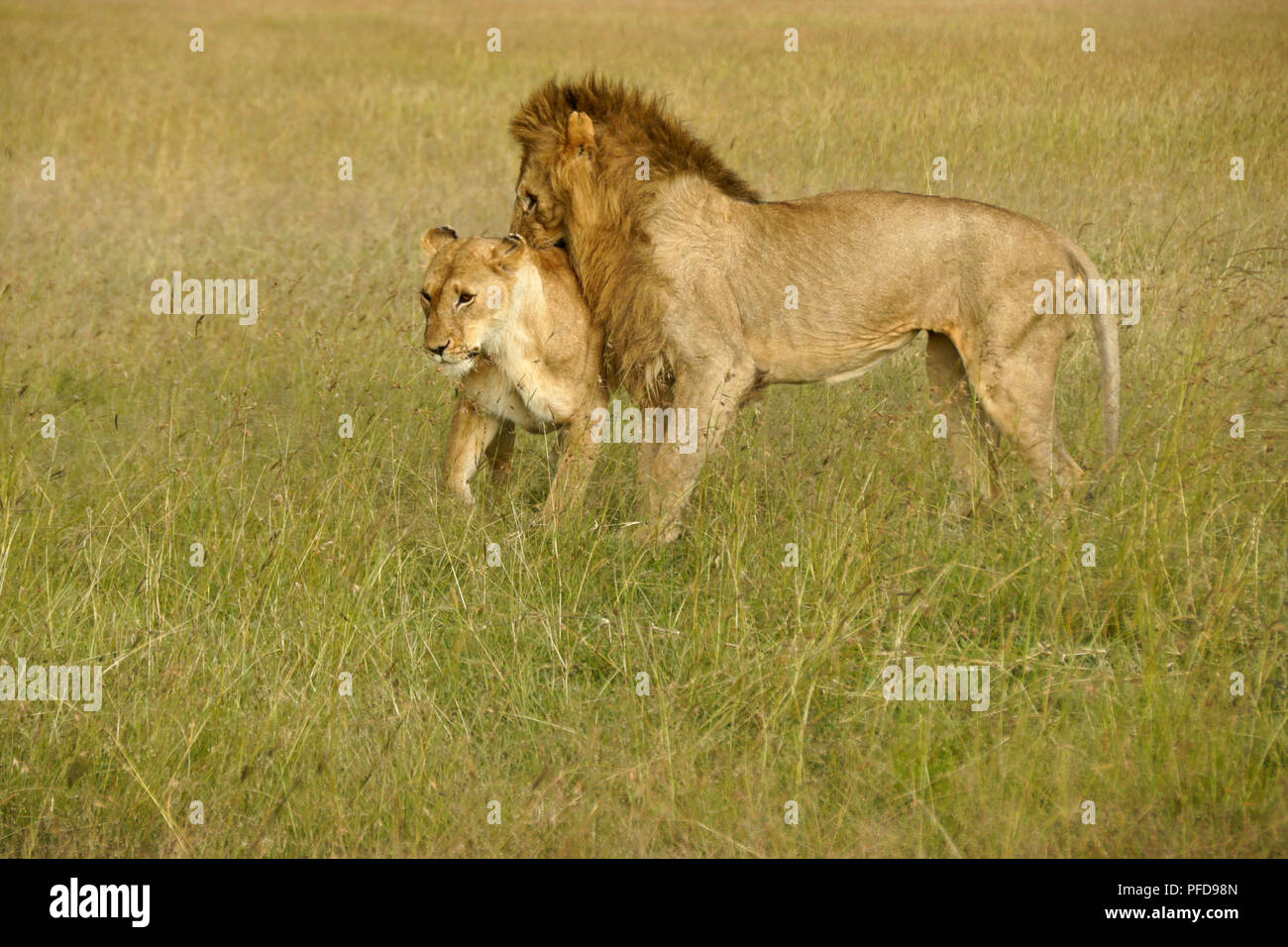Lions preparing to mate in long grass, Masai Mara Game Reserve, Kenya ...