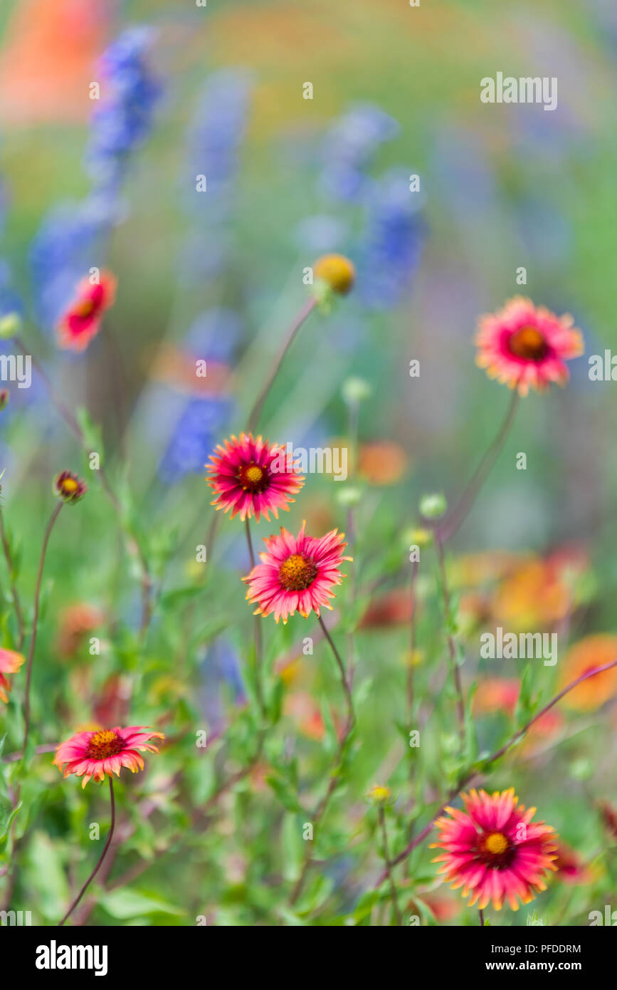 Texas spring wildflowers Stock Photo - Alamy