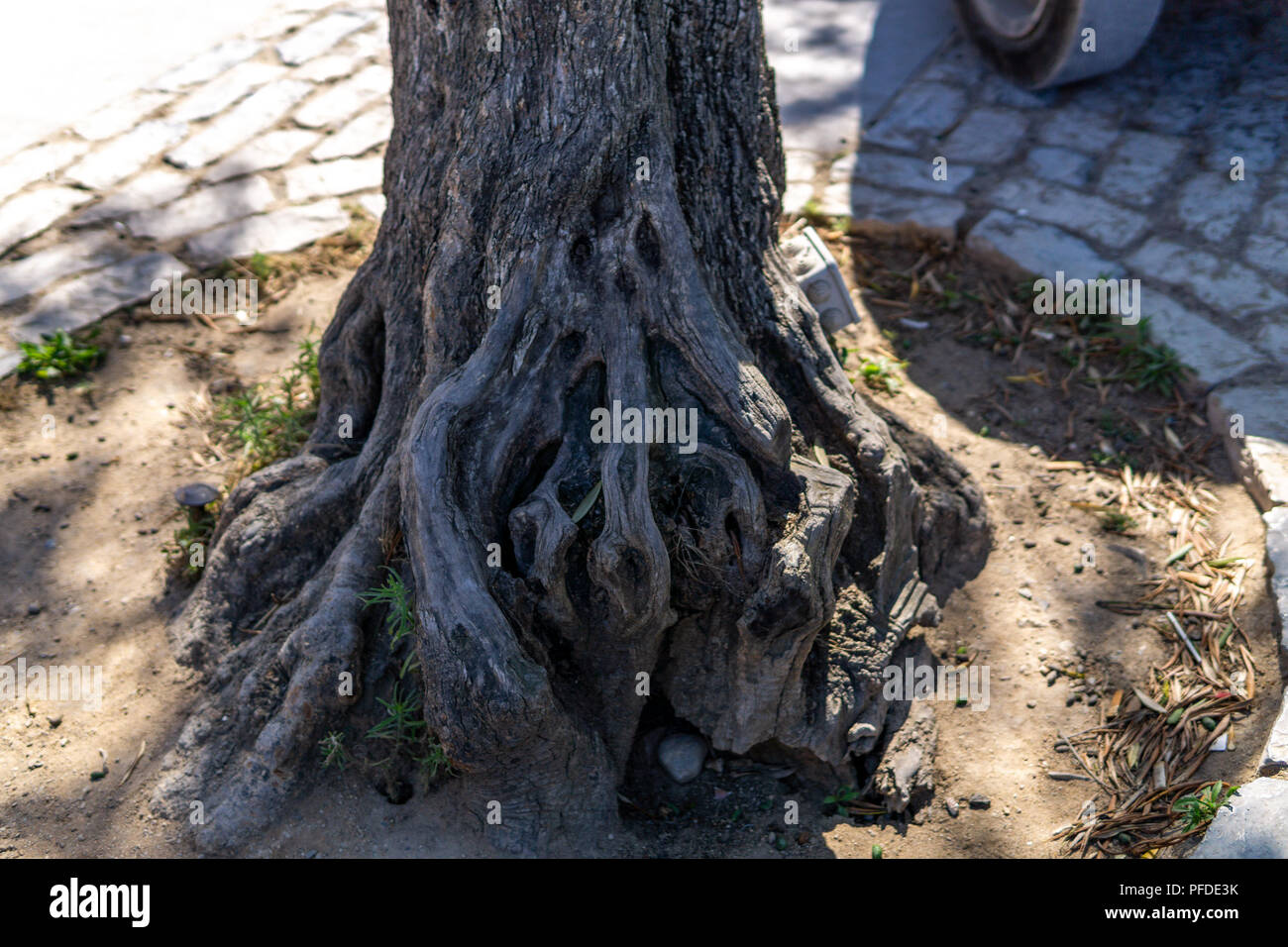 Twisting tree roots hi-res stock photography and images - Alamy