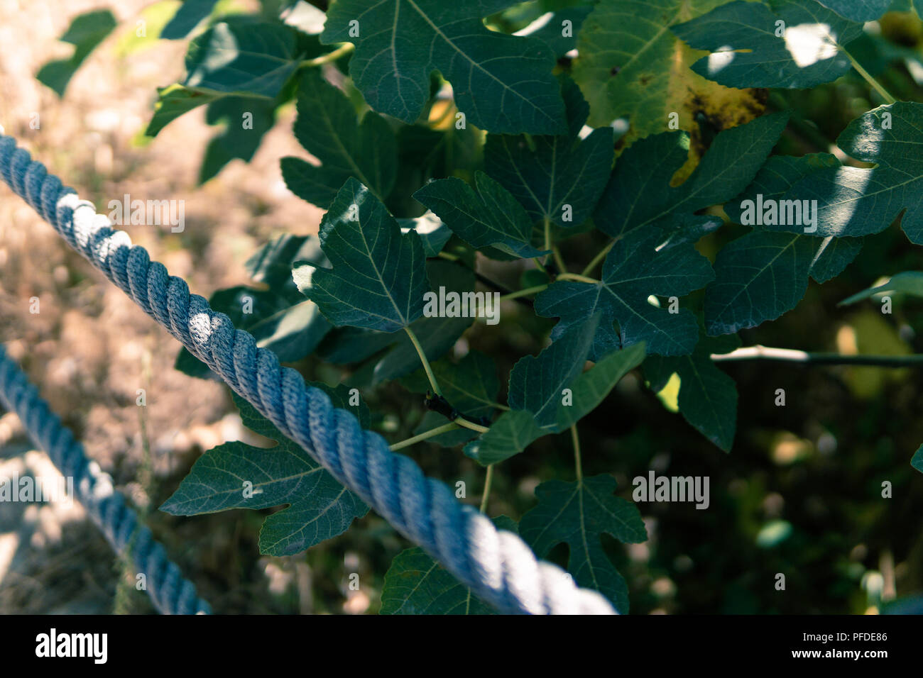 Close-up of a rope by a bush Stock Photo - Alamy