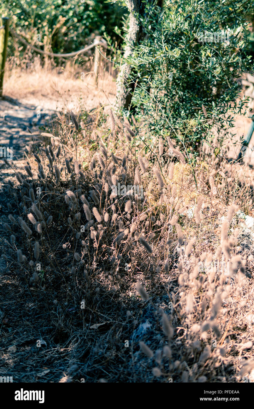 Timothy grass hi-res stock photography and images - Alamy