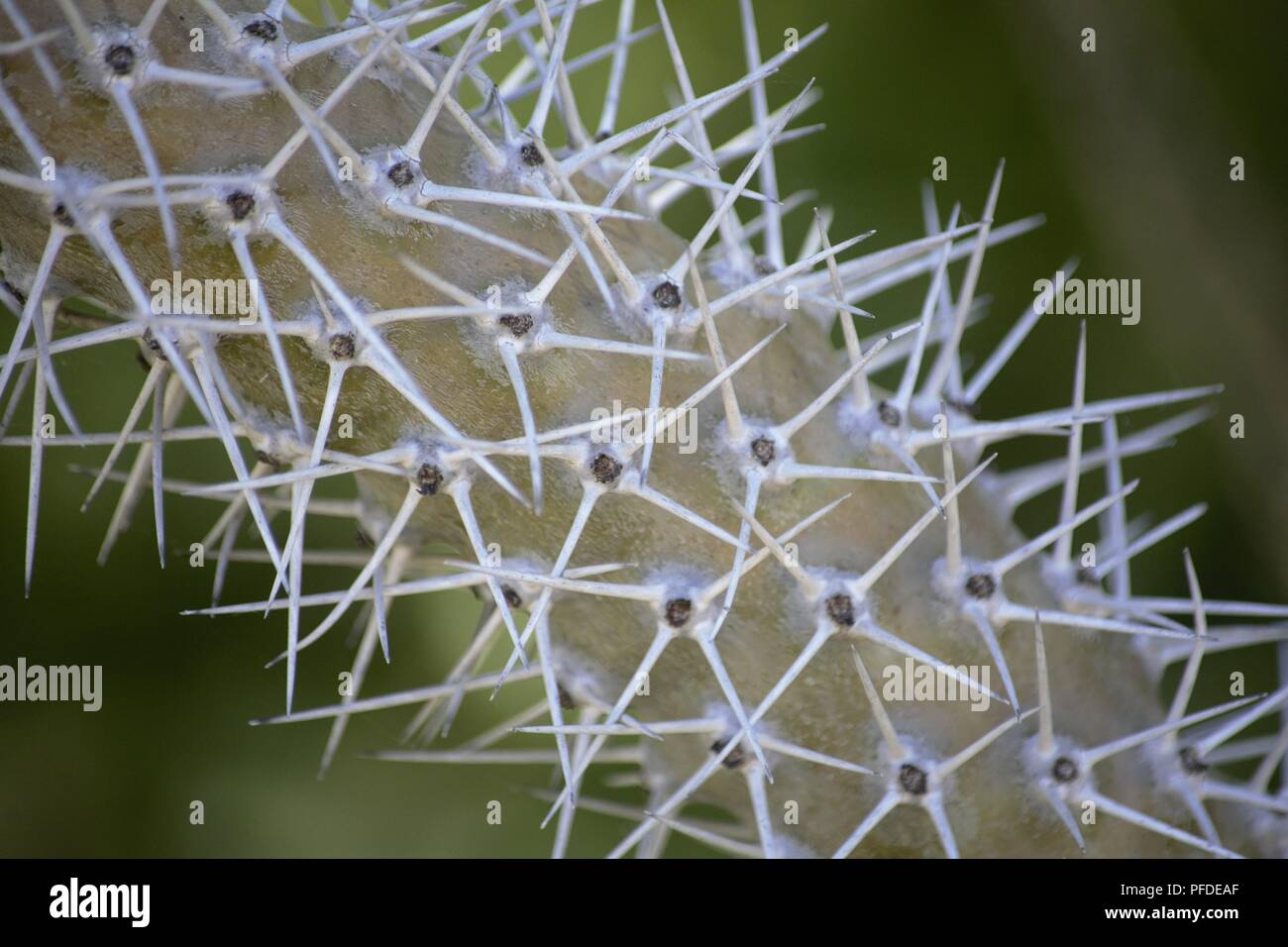 Madagascar Palm; Pachypodium lamerei Stock Photo - Alamy
