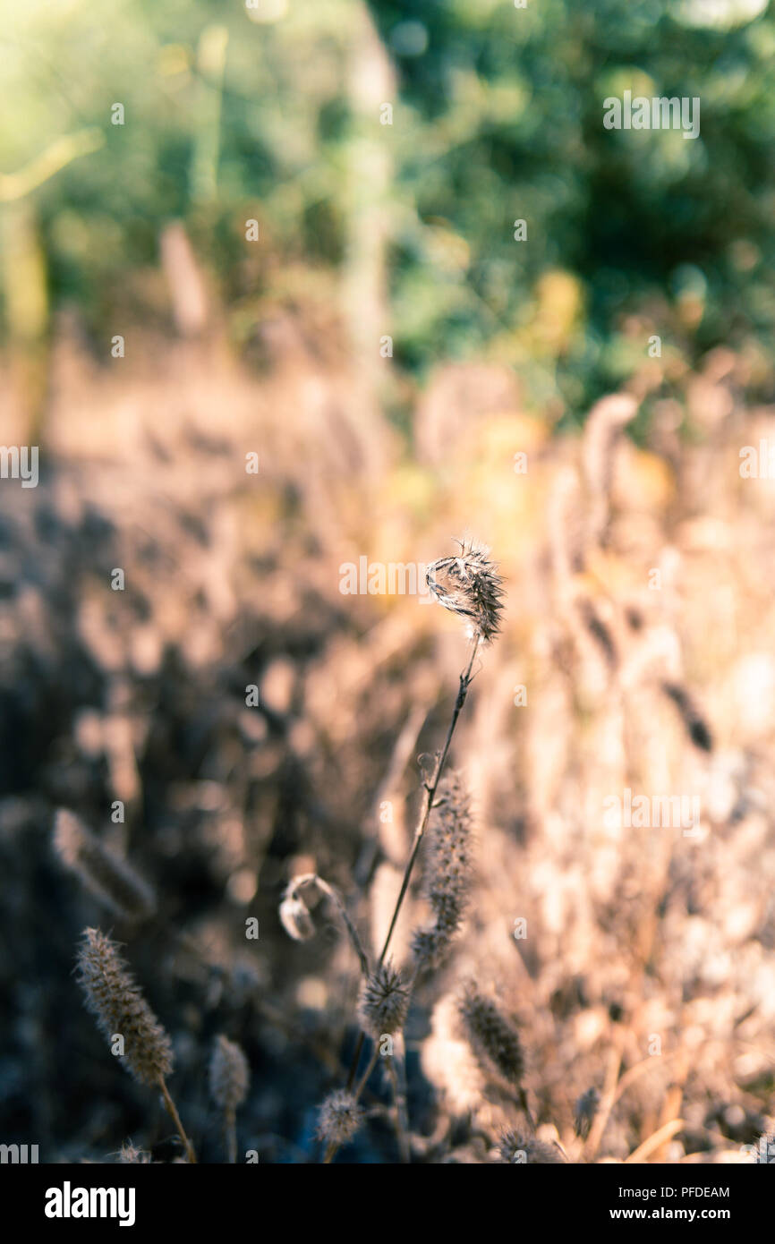 Timothy grass hi-res stock photography and images - Alamy