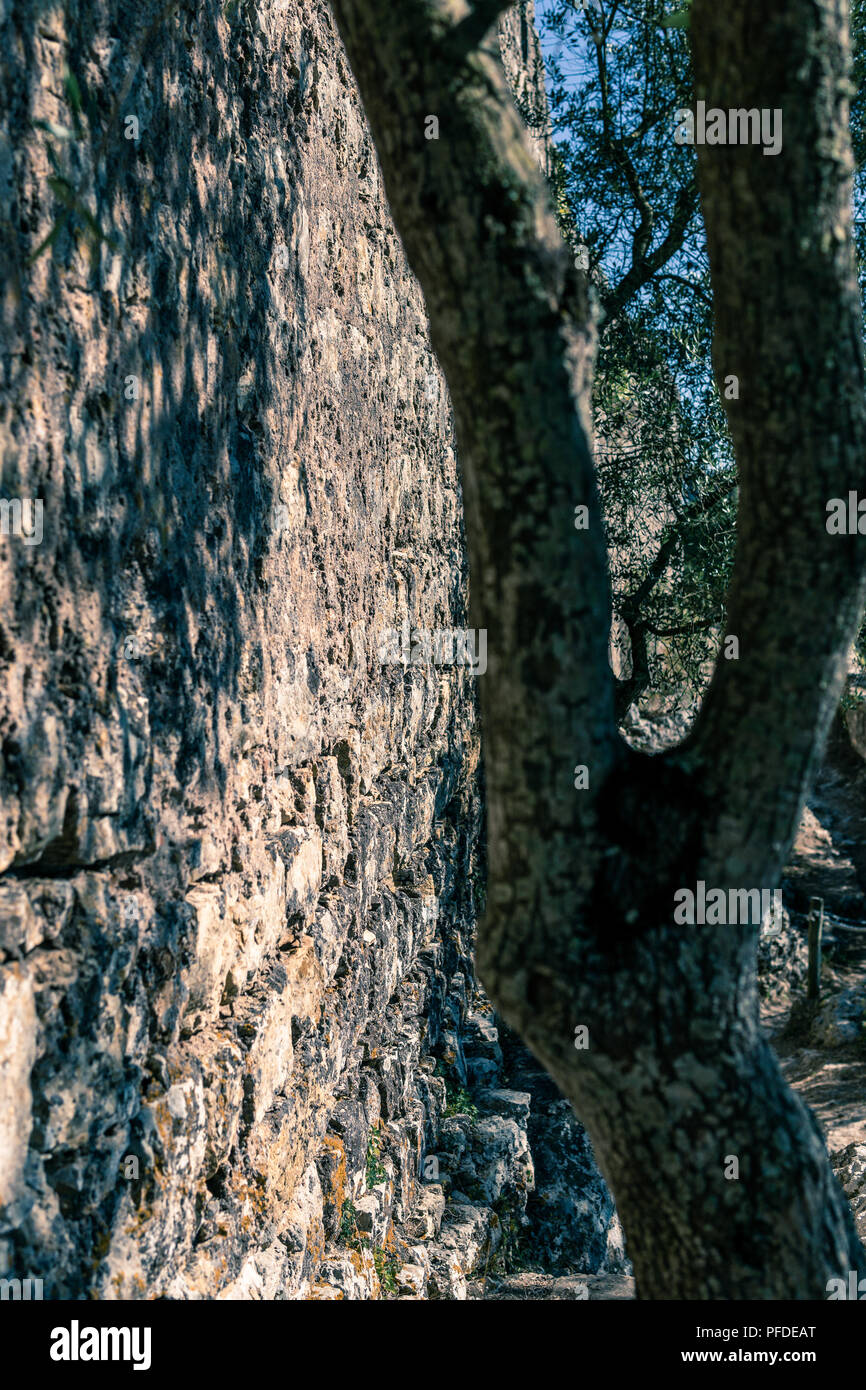 View through a tree fork beside a castle wall Stock Photo - Alamy