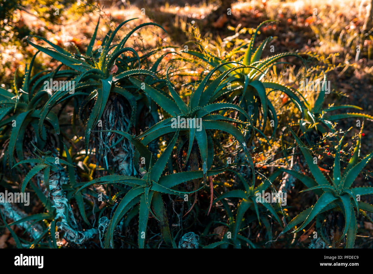 Star shaped plants hi-res stock photography and images - Alamy